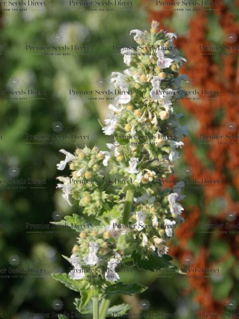 Catnip Catmint White Herb Premier Seeds Direct Ltd