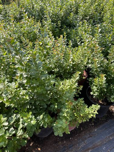 Rhus Crenata Agro El Recuerdo