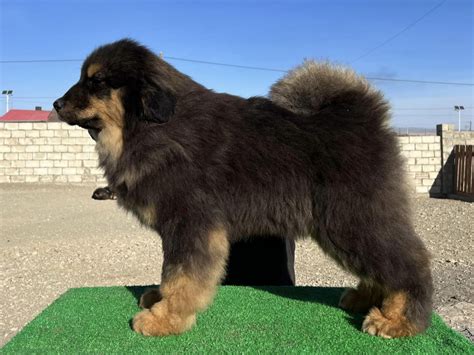 Цоохор ирвэс ховор ан амьтдыг хамгаалах зорилгоор Монгол банхрыг хөдөө нутагшуулах ажлыг