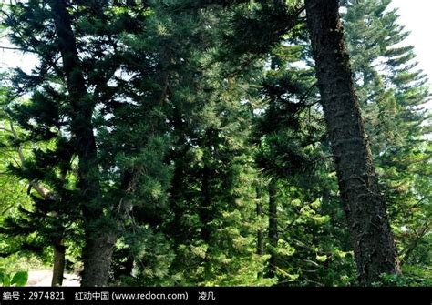一排杉树高清图片下载 红动中国
