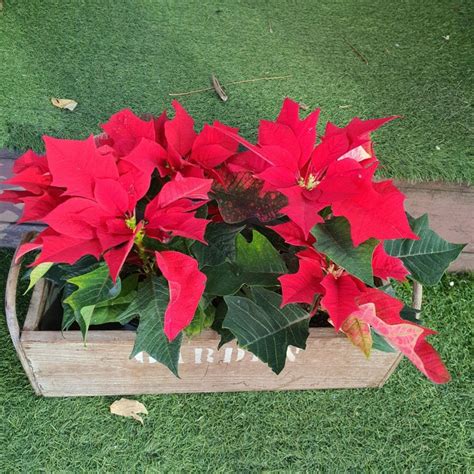 포인세티아 키우기와 고르는 법 10가지 꽃페라 실내가드닝113 크리스마스화분 네이버 블로그