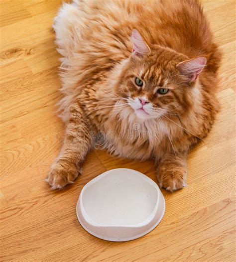 Ginger Maine Coon Cat Laying Near An Empty Bowl And Waiting For Food Stock Image Image Of