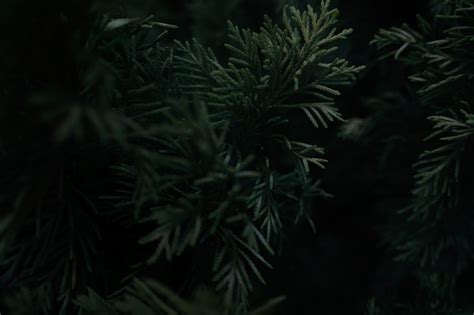 Tree Black Forest Free Photo On Pixabay Pixabay