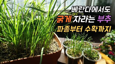 베란다 텃밭정원 베란다에서도 굵게 자라는 부추 파종부터 수확까지 홈파밍 부추키우기 Tips Youtube