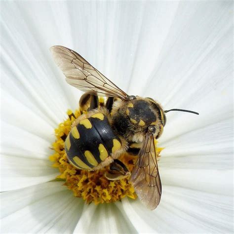 Differences Between Wasps Hornets And Bees