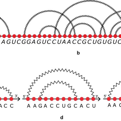 on the top an rna secondary structure illustrated via an arc diagram