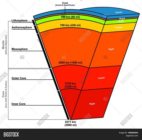 What Is Mantle Length At William Wickens Blog