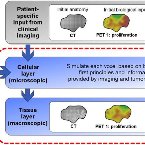 Flowchart Of The Developed Multiscale Tumour Simulation Model At The