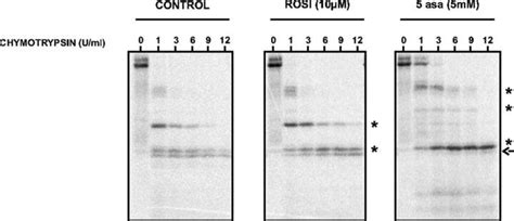 Protease Protection Assay Of Ppar γ In Presence Of 5 Asa Or