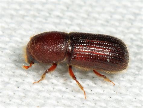 Scolytin Dryocoetes Autographus Bugguide Net