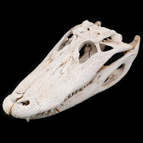 American Alligator Skull Ebth