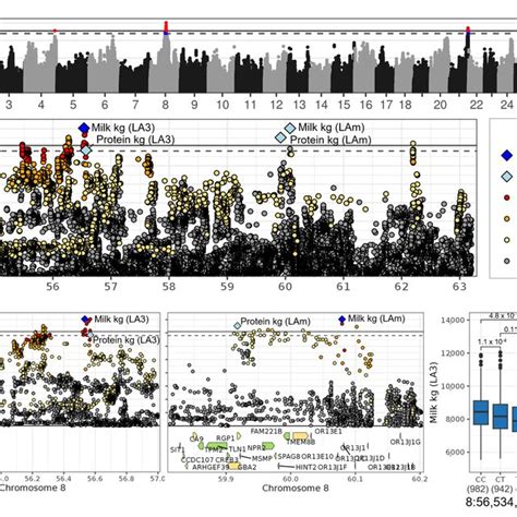A Manhattan Plot For Milk Protein Content In La2 Suggestive P