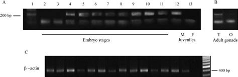 Amplification Products Of Candidate Sex Specific Gene Expressed In A