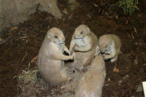 5 Best Gopher Poison Options The Complete 2025 Guide