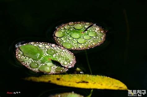 [포토친구] 풀잎에 맺힌 영롱한 물방울