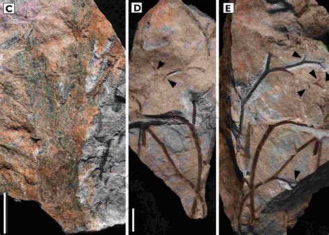 Earths Oldest Fossilized Forest Has Been Hiding Its Bizarre Trees For