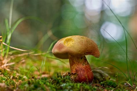 Обои Mushroom Природа Грибы обои для рабочего стола фотографии Mushroom природа грибы