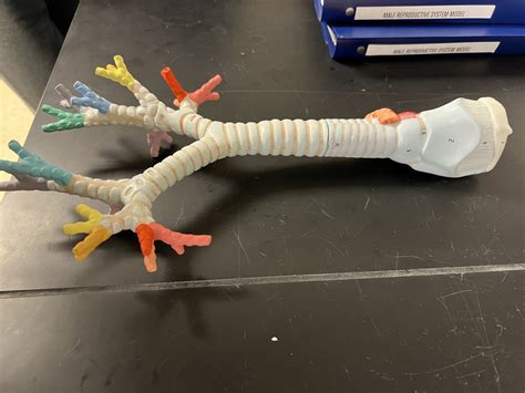 Trachea Bronchi Model Diagram Quizlet