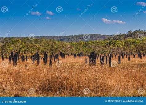 Magnetic Termite Mounds Litchfield National Park Australia Stock