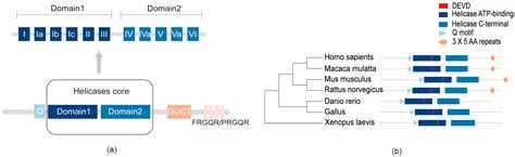 Ddx21 At The Nexus Of Rna Metabolism Cancer Oncogenesis And Host