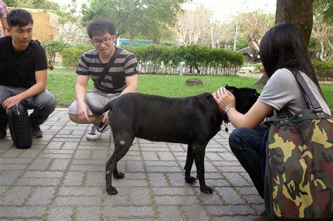 Capn 大學動保社團連線 南部大學動保社齊聚成大 找尋校園流浪動物契機