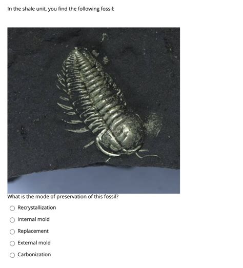 Solved In The Shale Unit You Find The Following Fossil