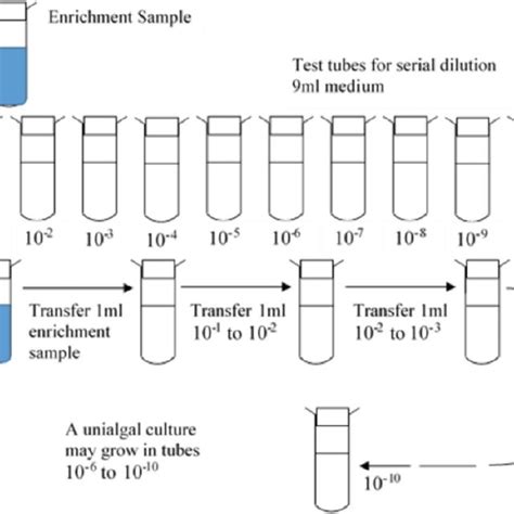 Depiction Of The Hemocytometer Used To Count Algal Cells Download Scientific Diagram
