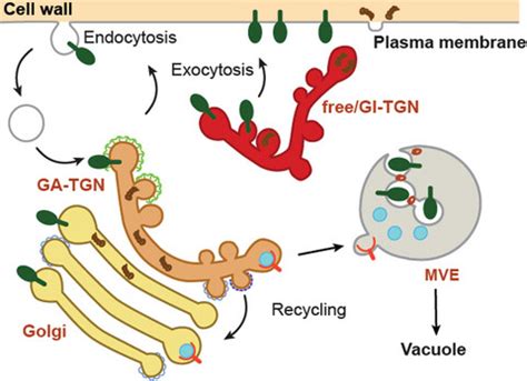 FEBS Letters Wiley Online Library