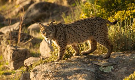 Iberian Lynx Wild Expedition