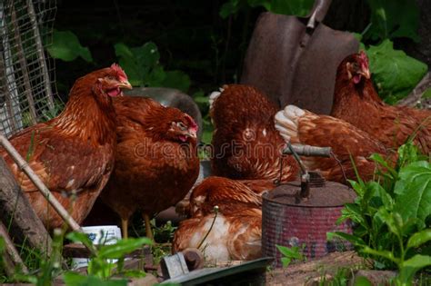 Red Sex Link Chickens Chilling With Old Rusty Farm Equipment Stock Image Image Of Freedom
