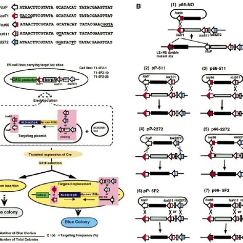 Pdf Site Directed Integration Of The Cre Gene Mediated By Cre Recombinase Using A Combination