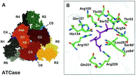 Aspartate Carbamoyltransferase Alchetron The Free Social Encyclopedia