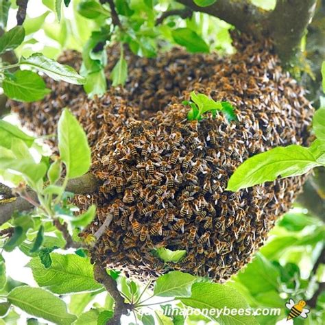 Scout Bees Why They Are Important Carolina Honeybees