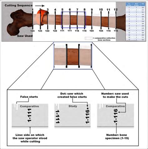 An Example Of The Cutting Sequence And Preparation Of The Bone Sections
