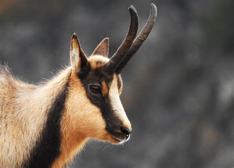 Abruzzo Chamois