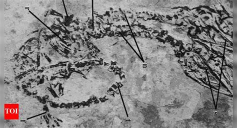 Two Headed Dinosaur Fossil Hyphalosaurus Anomaly Revealed Archyde