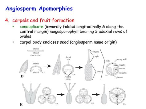 Ppt Angiosperm Evolution Powerpoint Presentation Free Download Id