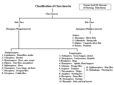 Classification Of Class Insecta Insects Flow Chart