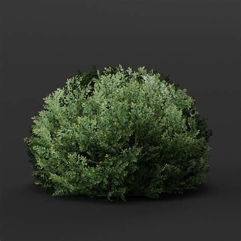 Holly Bush Trimmed Outdoor Plants Models Blenderkit