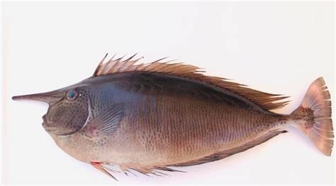 New Species Of Fish Found In Oman Here Is The Name Arabian Daily News