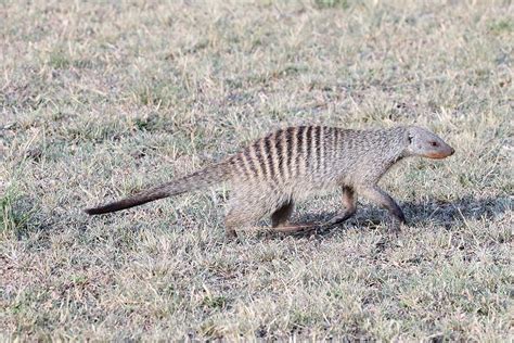 Banded Mongoose On A Mission Photograph By Debbie Blackman Fine Art
