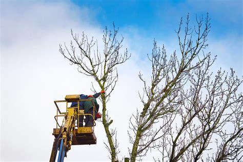 Tree Risk Assessment Before Tree Removal All Tree Solutions