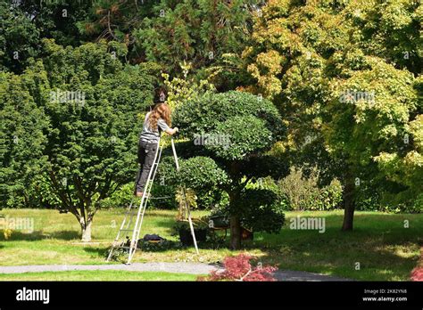 Woman With Long Hair Pruning Tree On A High Safety Ladder Stock Photo Alamy