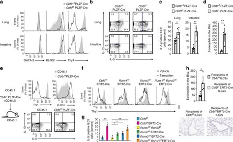 Runxcbfβ Complexes Protect Group 2 Innate Lymphoid Cells From