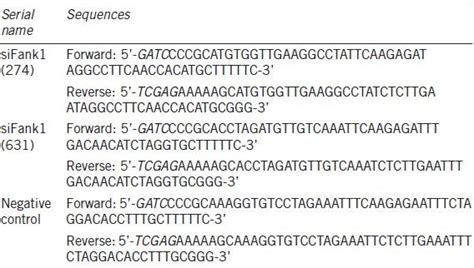 Sirna Sequences Of Fank1 And The Negative Control Download Scientific Diagram