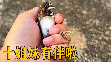 花20元买的十姐妹鸟回来做伴，刚打开就发现没有尾巴，感觉买亏了！【叁伍萌宠】 youtube