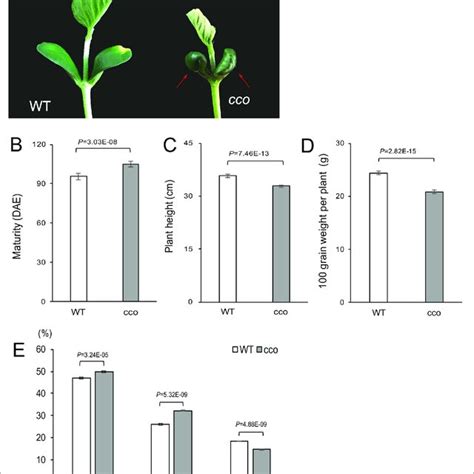 Pdf Genome Wide Dna Methylation Analysis Of Soybean Curled Cotyledons