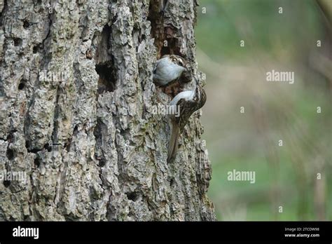Pair Of Eurasian Tree Creepers Certhia Familiaris At Their Nest Hidden Behind Tree Bark Stock