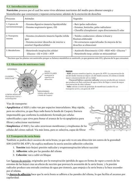 Nutrición De Plantas Claudia Udocz