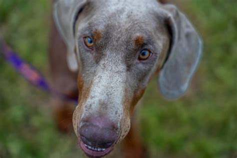 Hypothyroidism In Dogs Great Pet Care